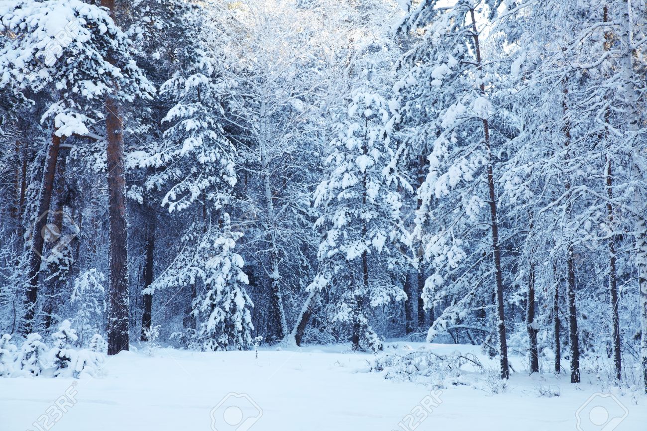 17315325-cold-day-in-the-snowy-winter-forest | Nopri Talumeierei